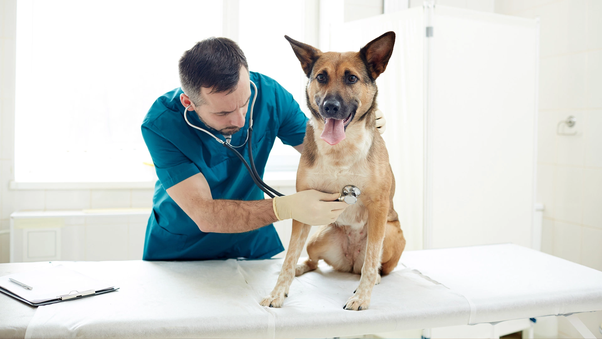 Choosing a Good Vet & Importance of a Second Opinion