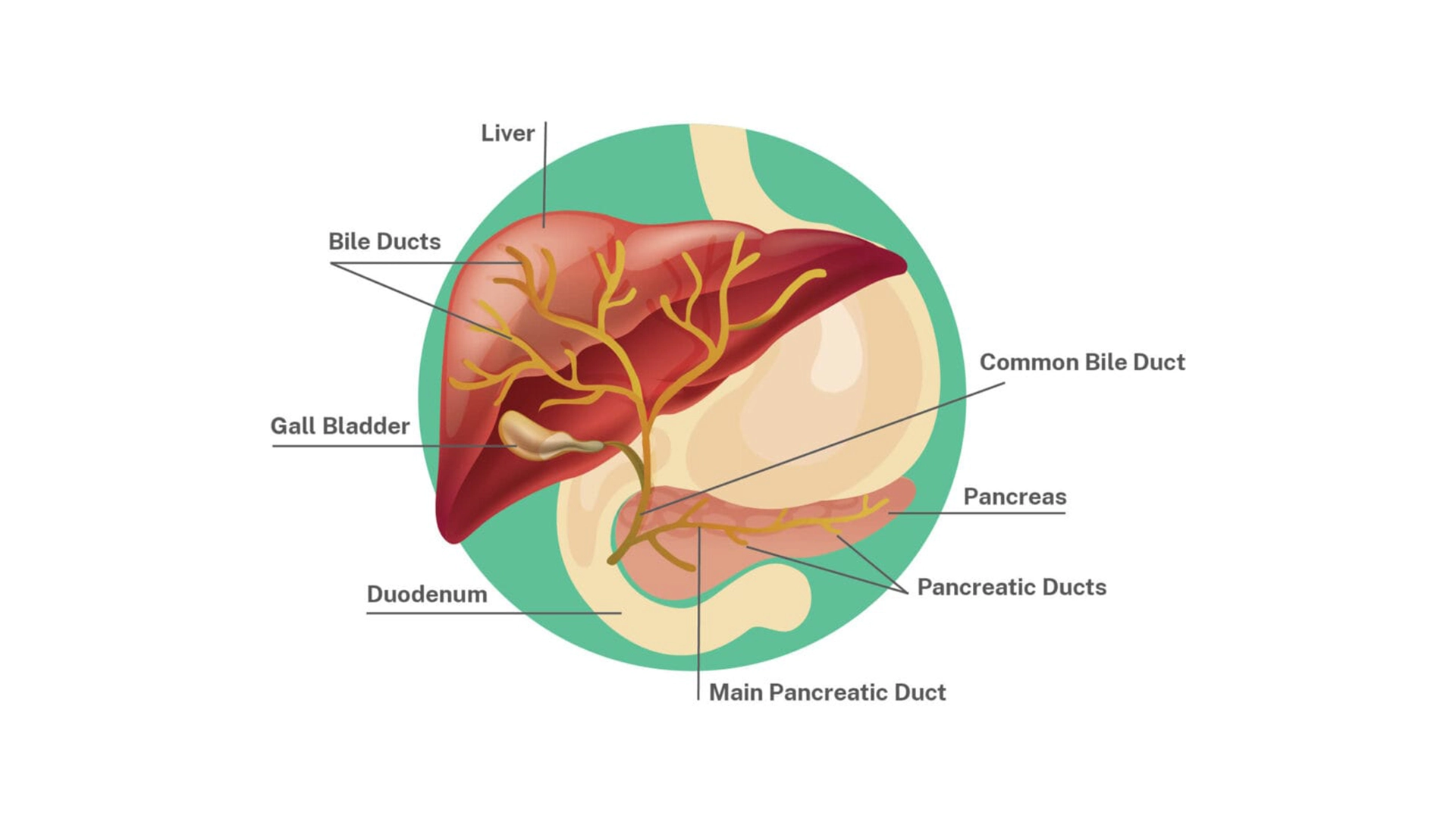 Biliary Atresia: Causes, Symptoms, and Treatment | Meri Sehat